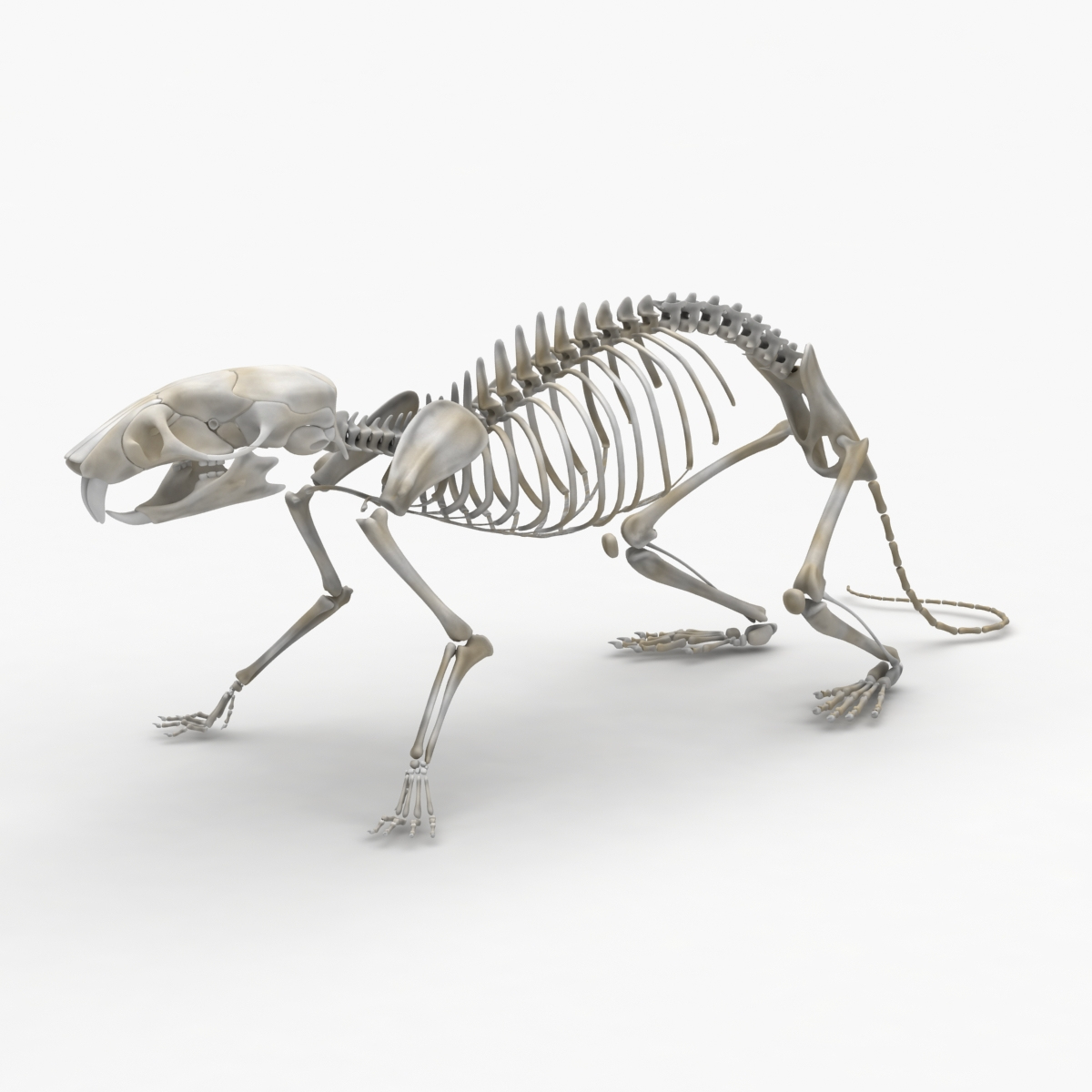 dugm01 rat anatomy male max