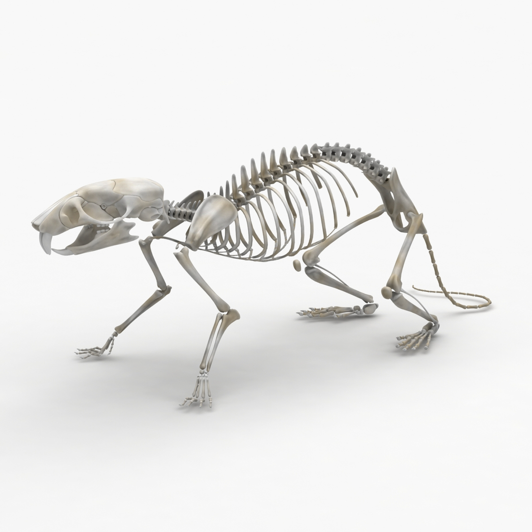 Dugm01 Rat Anatomy Male Max