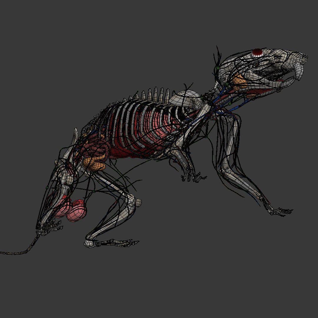 dugm01 rat anatomy male max