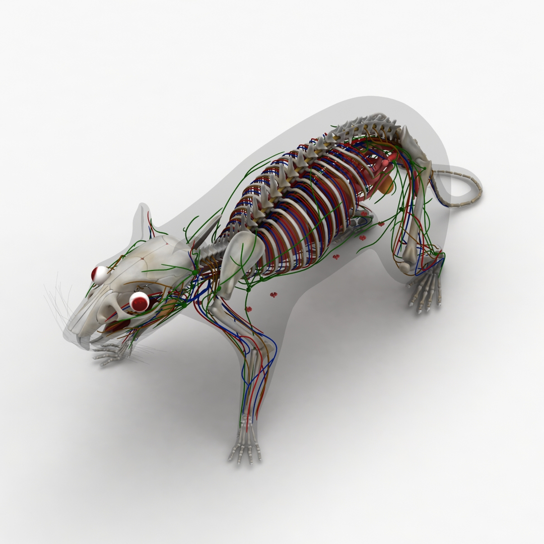 Dugm01 Rat Anatomy Male Max
