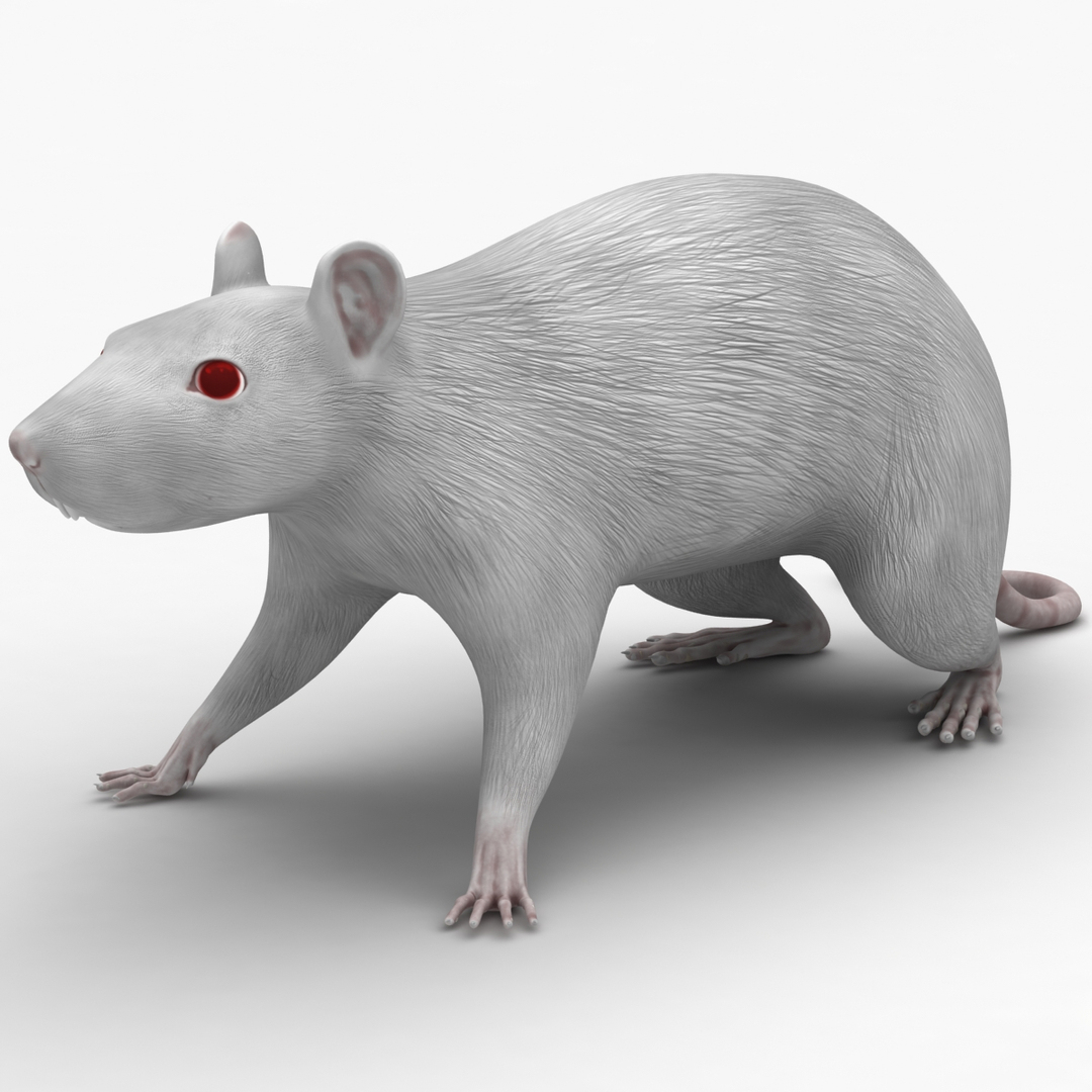 dugm01 rat anatomy male max