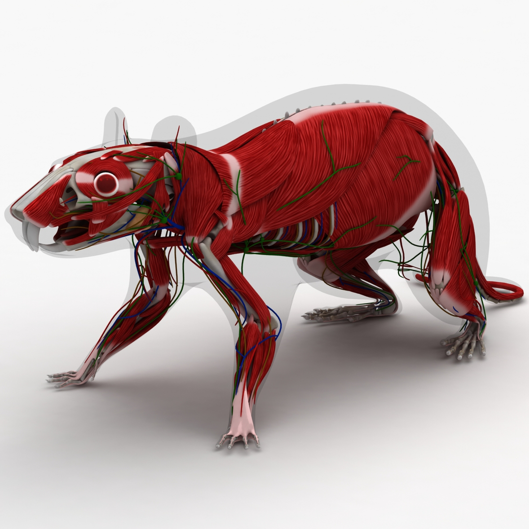 dugm01 rat anatomy male max