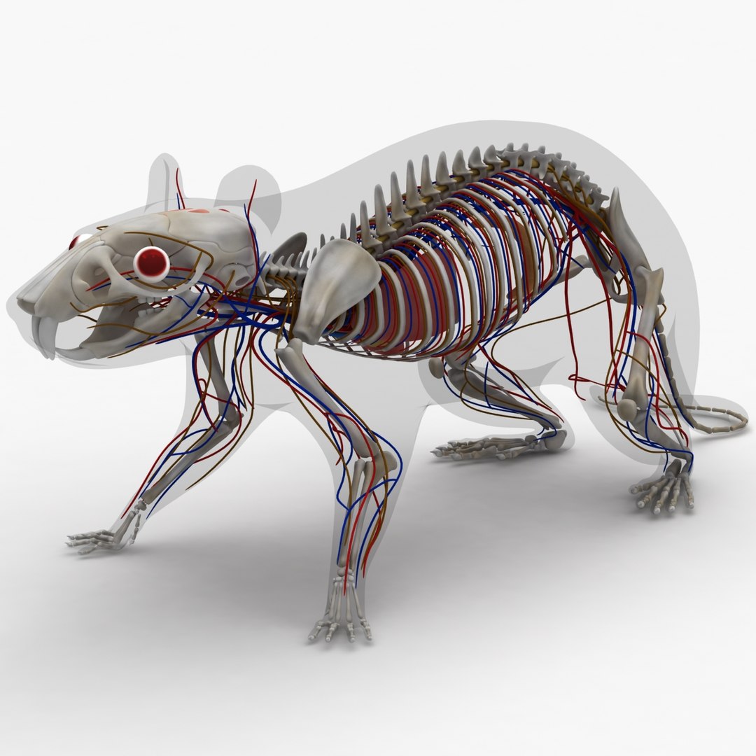 dugm01 rat anatomy male max