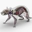 Dugm01 Rat Anatomy Male Max