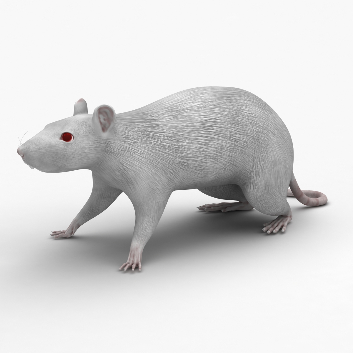 dugm01 rat anatomy male max