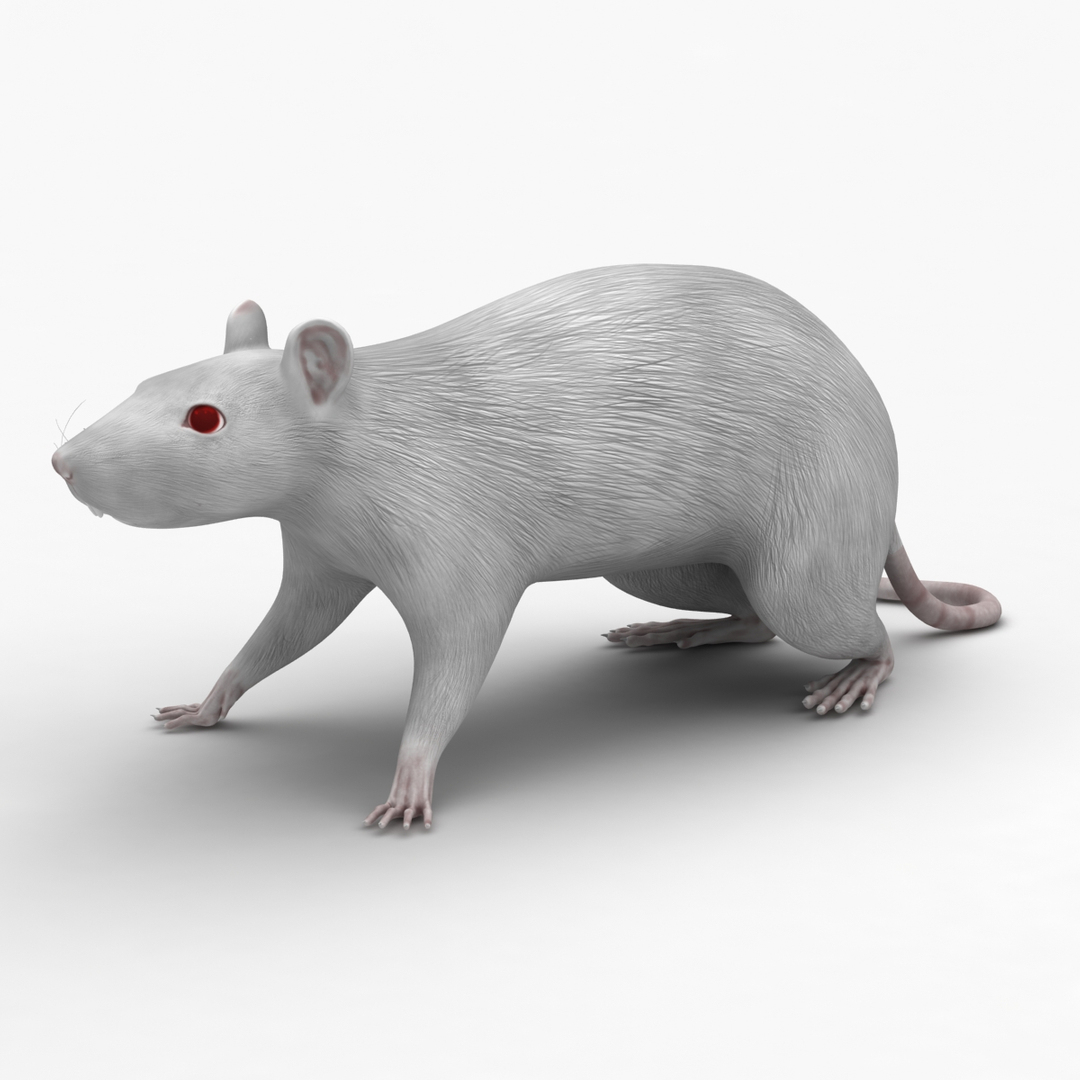 Dugm01 Rat Anatomy Male Max