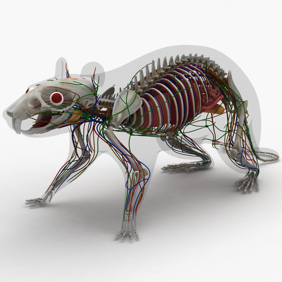 dugm01 rat anatomy male max