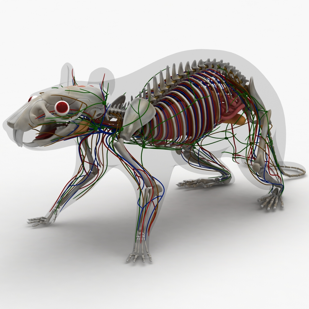 dugm01 rat anatomy male max