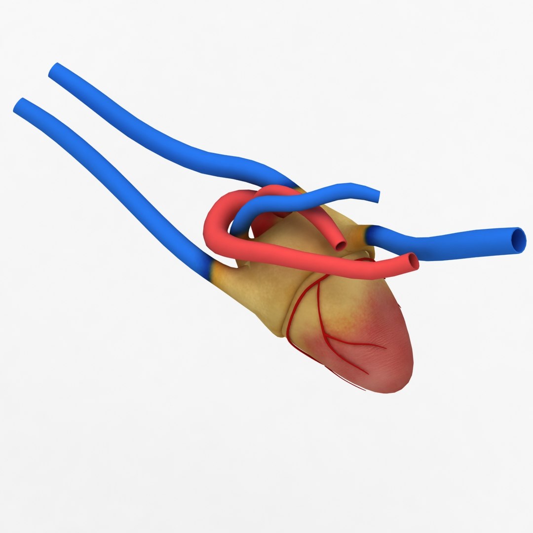 dugm01 rat anatomy male max
