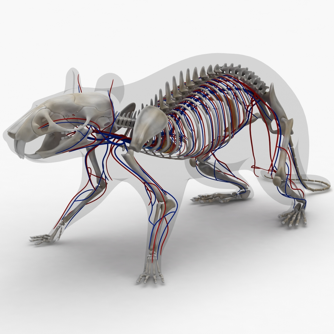 dugm01 rat anatomy male max