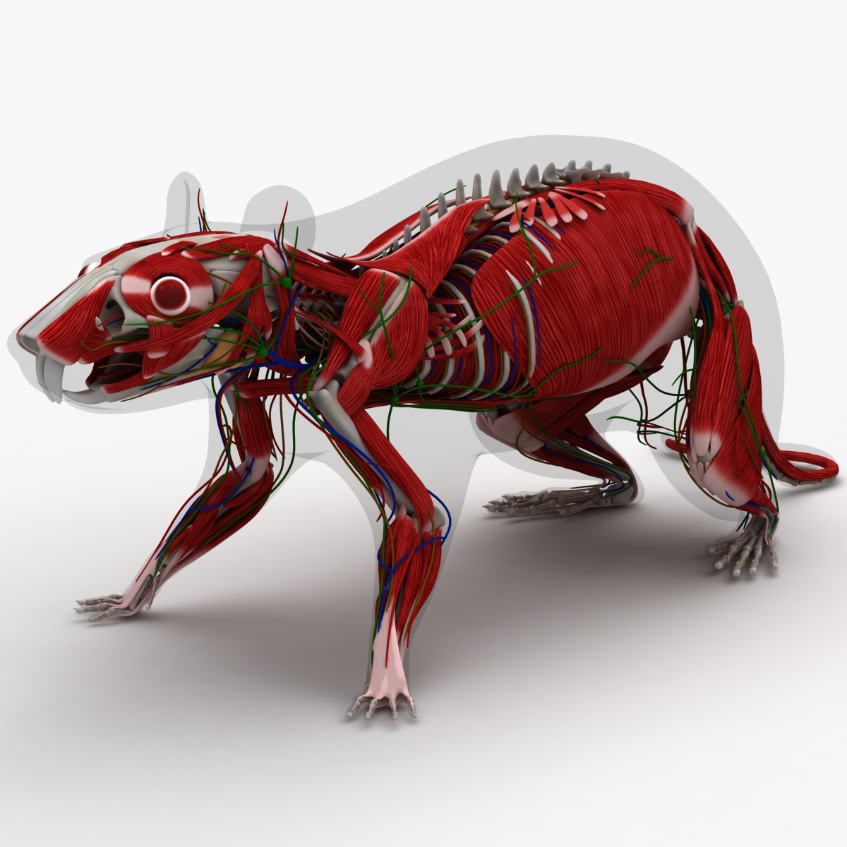 dugm01 rat anatomy male max