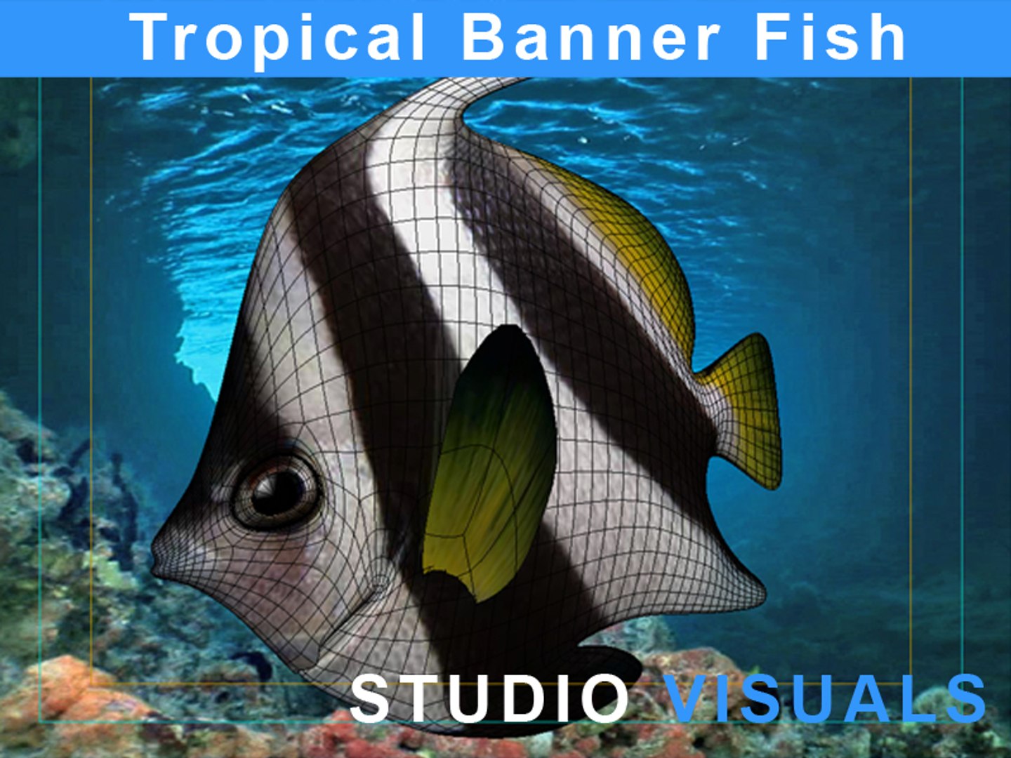 3d banner fish tropical model