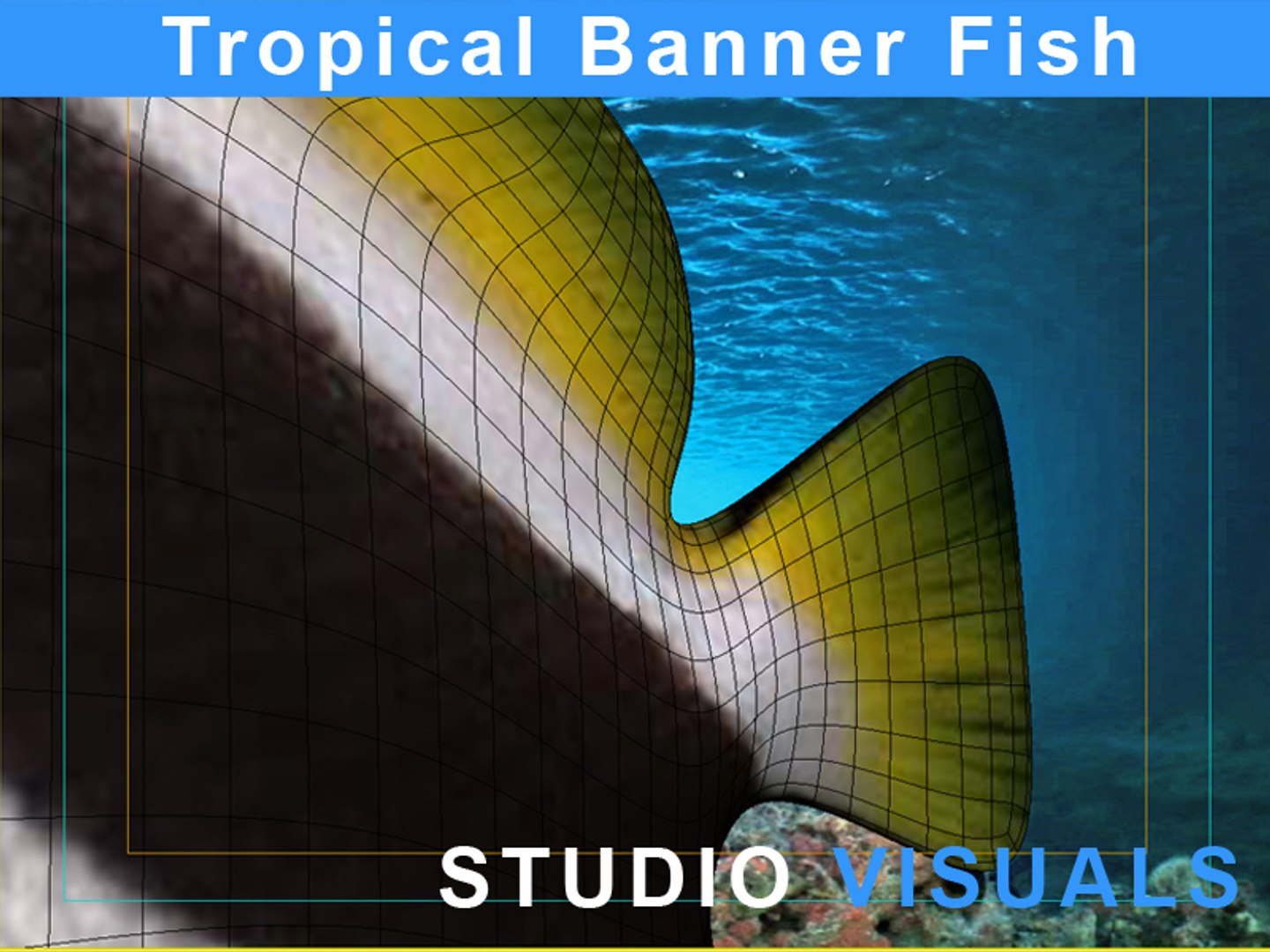 3d banner fish tropical model