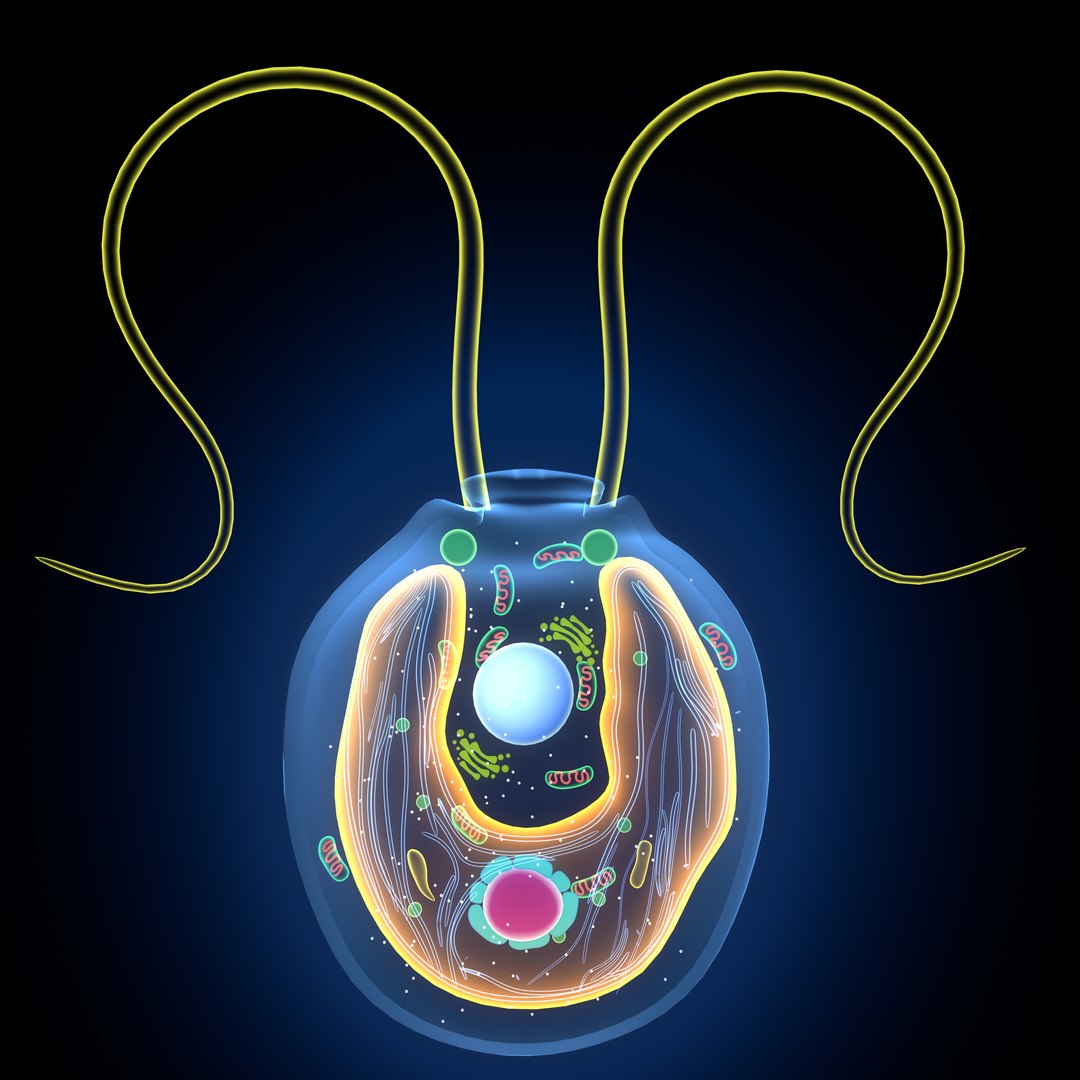 3d Model Chlamydomonas Turbosquid 1838191