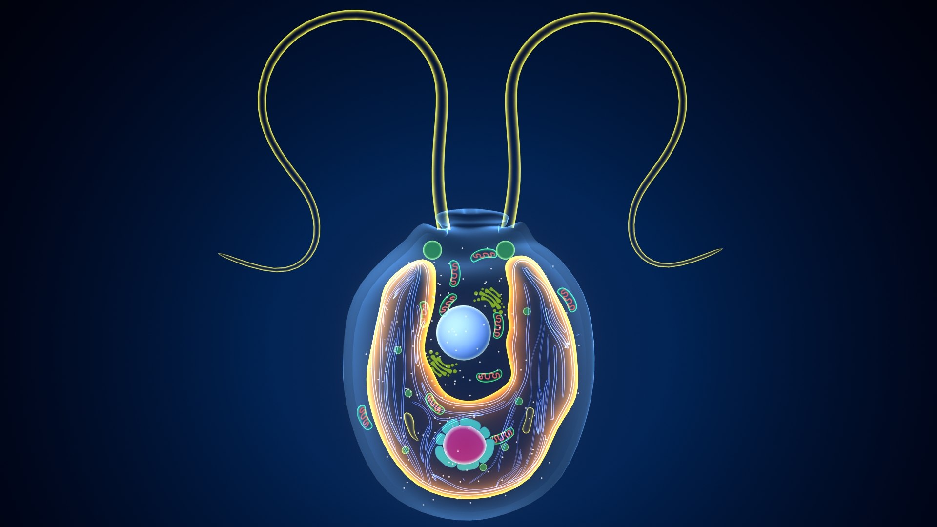 3D Model Chlamydomonas - TurboSquid 1838191