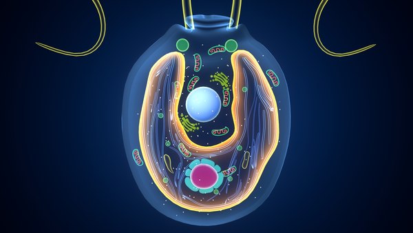 3D Algae Models | TurboSquid