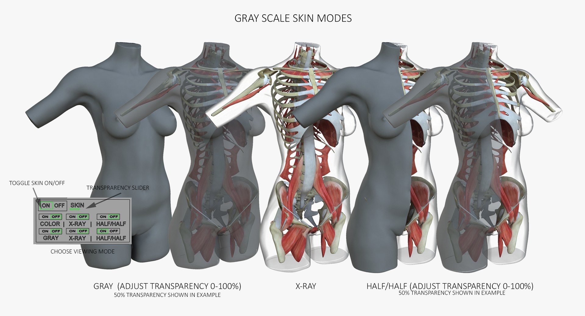 female torso muscles combo 3d model