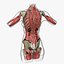 female torso muscles combo 3d model