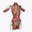 female torso muscles combo 3d model