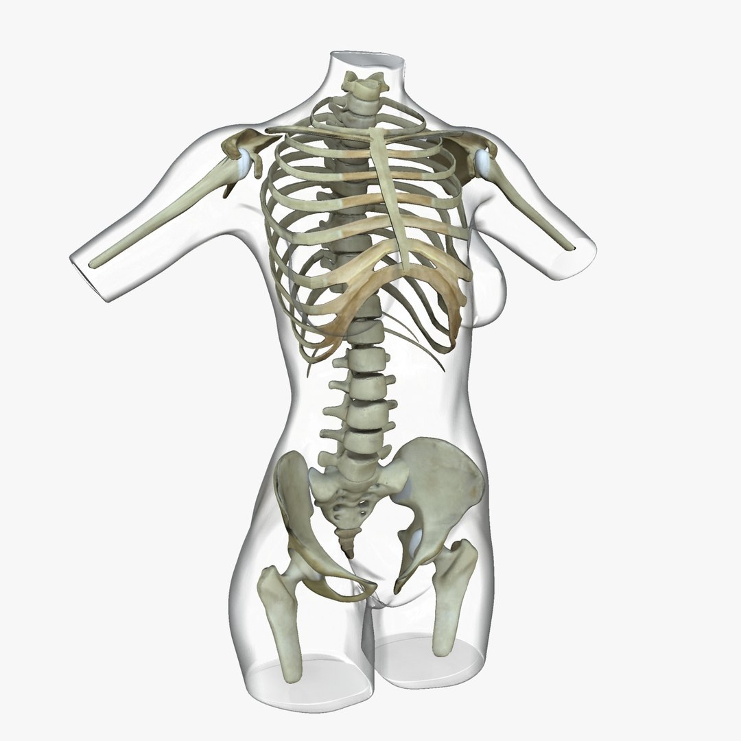 female torso muscles combo 3d model