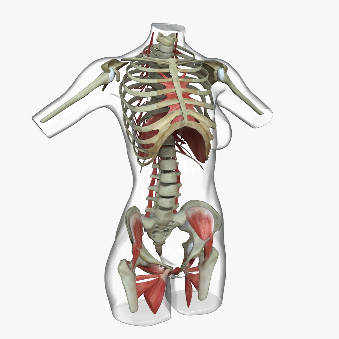 female torso muscles combo 3d model