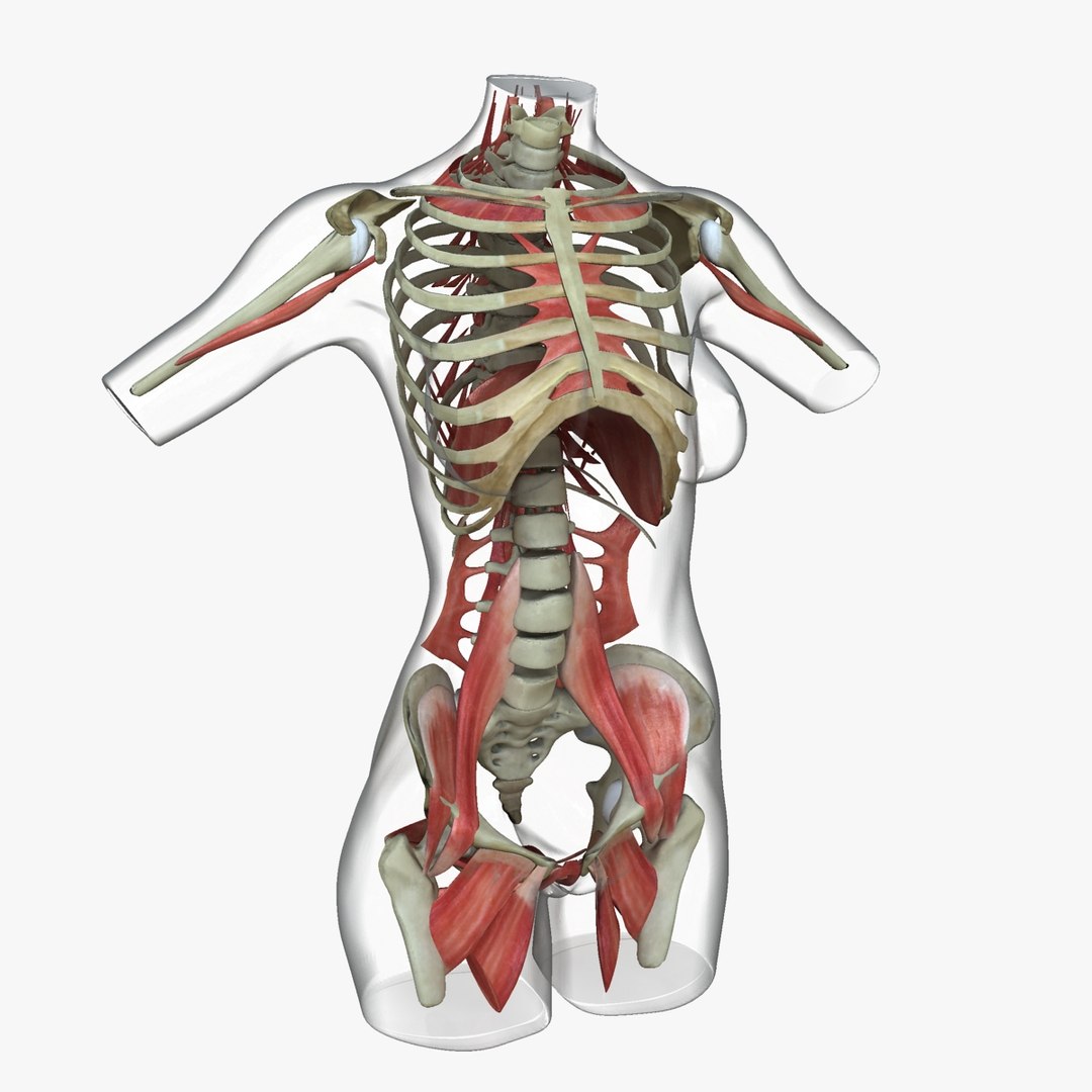 female torso muscles combo 3d model