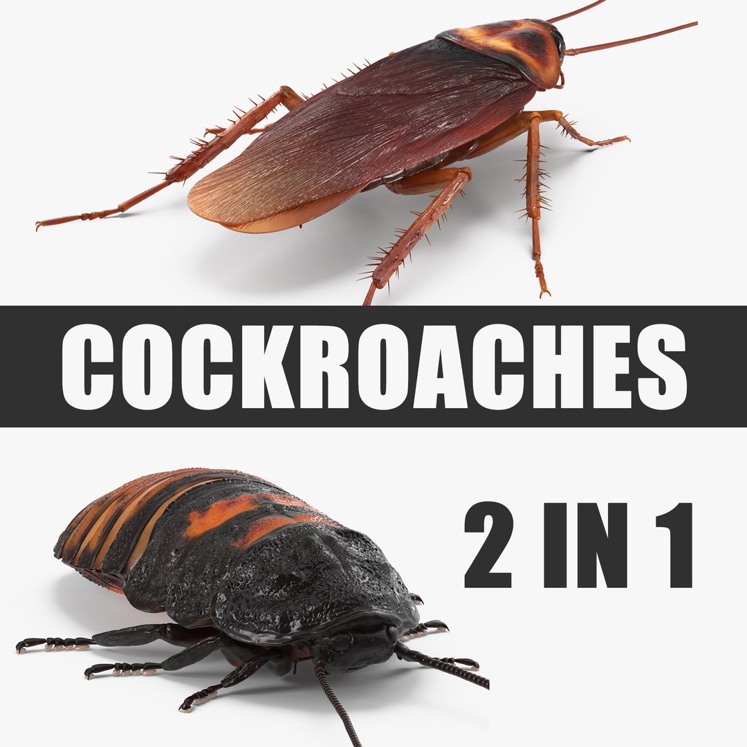 Cockroaches Madagascar Realistic 3D Model - TurboSquid 1225588