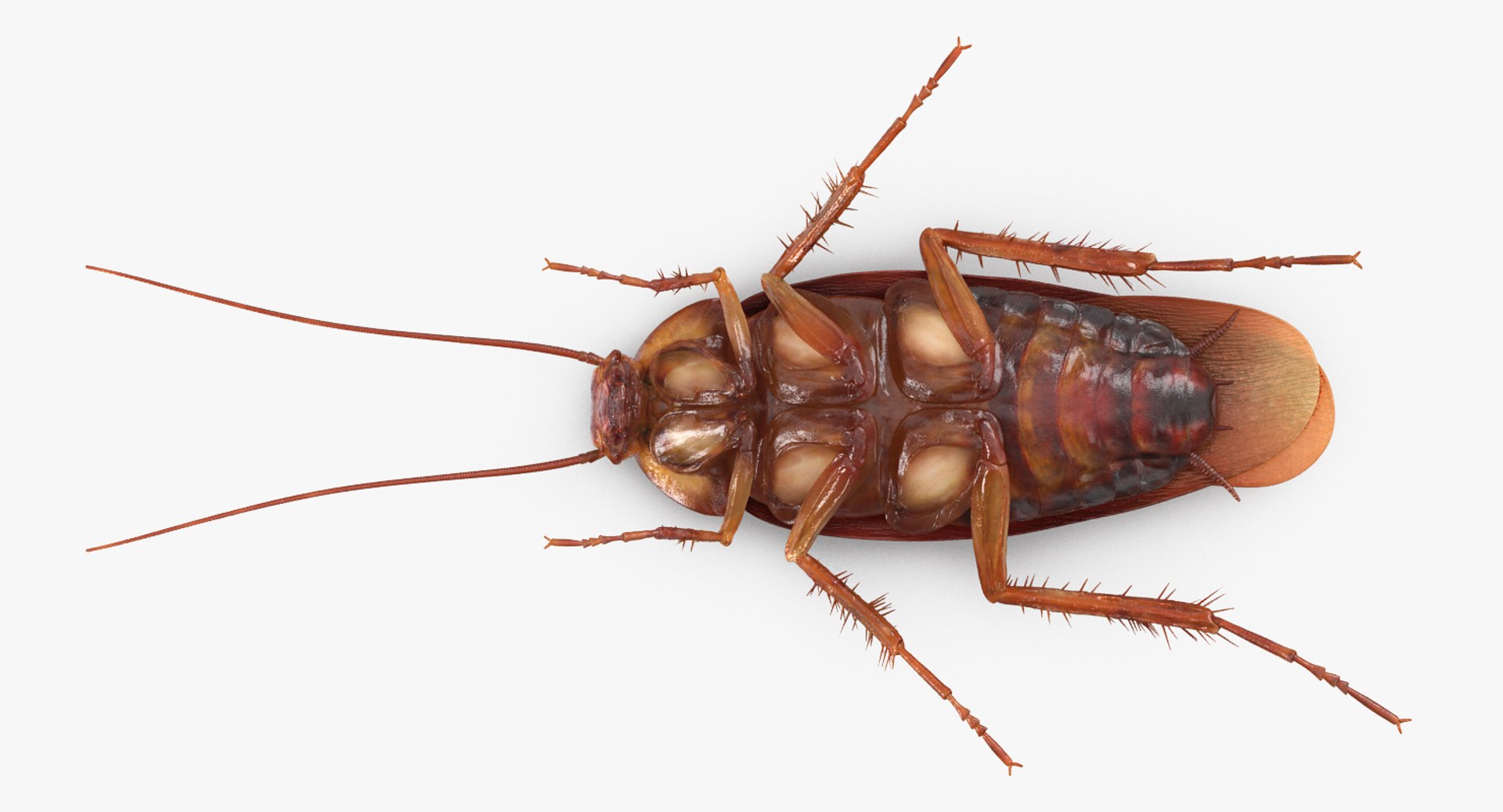 Cockroaches Madagascar Realistic 3D Model - TurboSquid 1225588