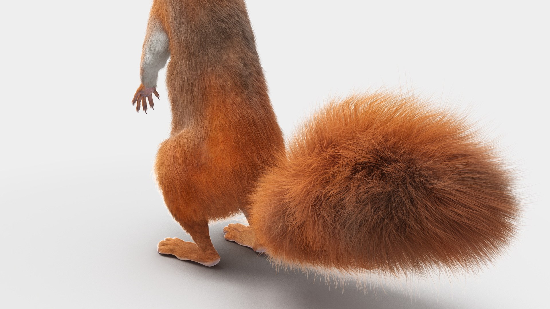 3D Model Red Squirrel In Standing Pose Fur - TurboSquid 2269672
