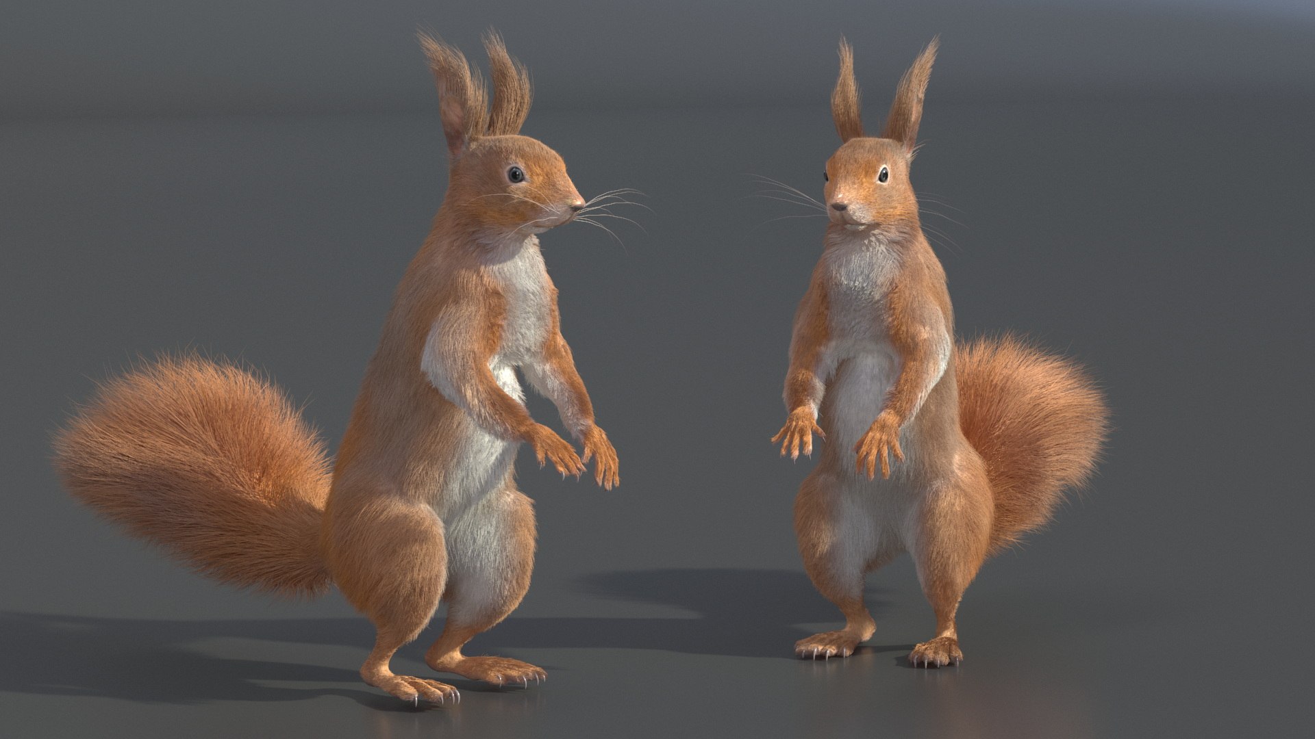3D Model Red Squirrel In Standing Pose Fur - TurboSquid 2269672