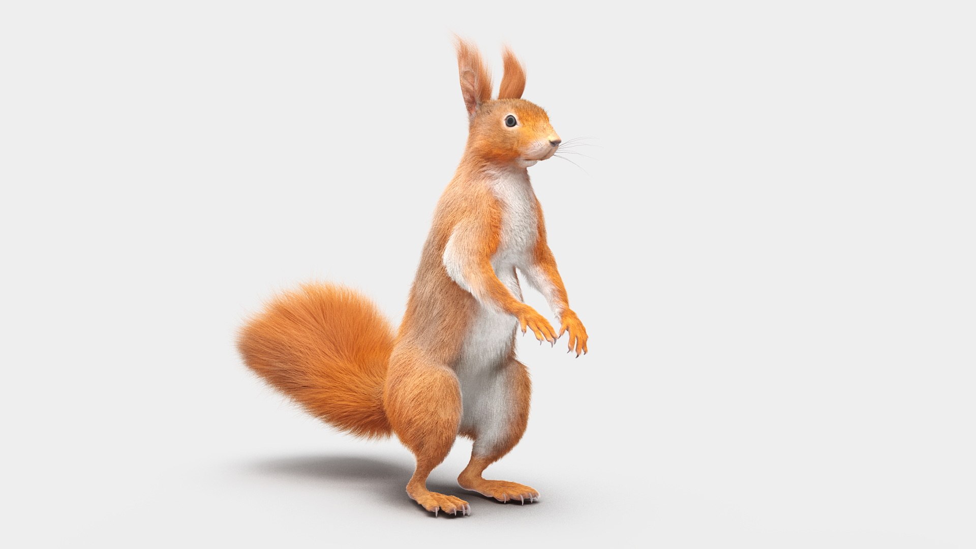 3D Model Red Squirrel In Standing Pose Fur - TurboSquid 2269672