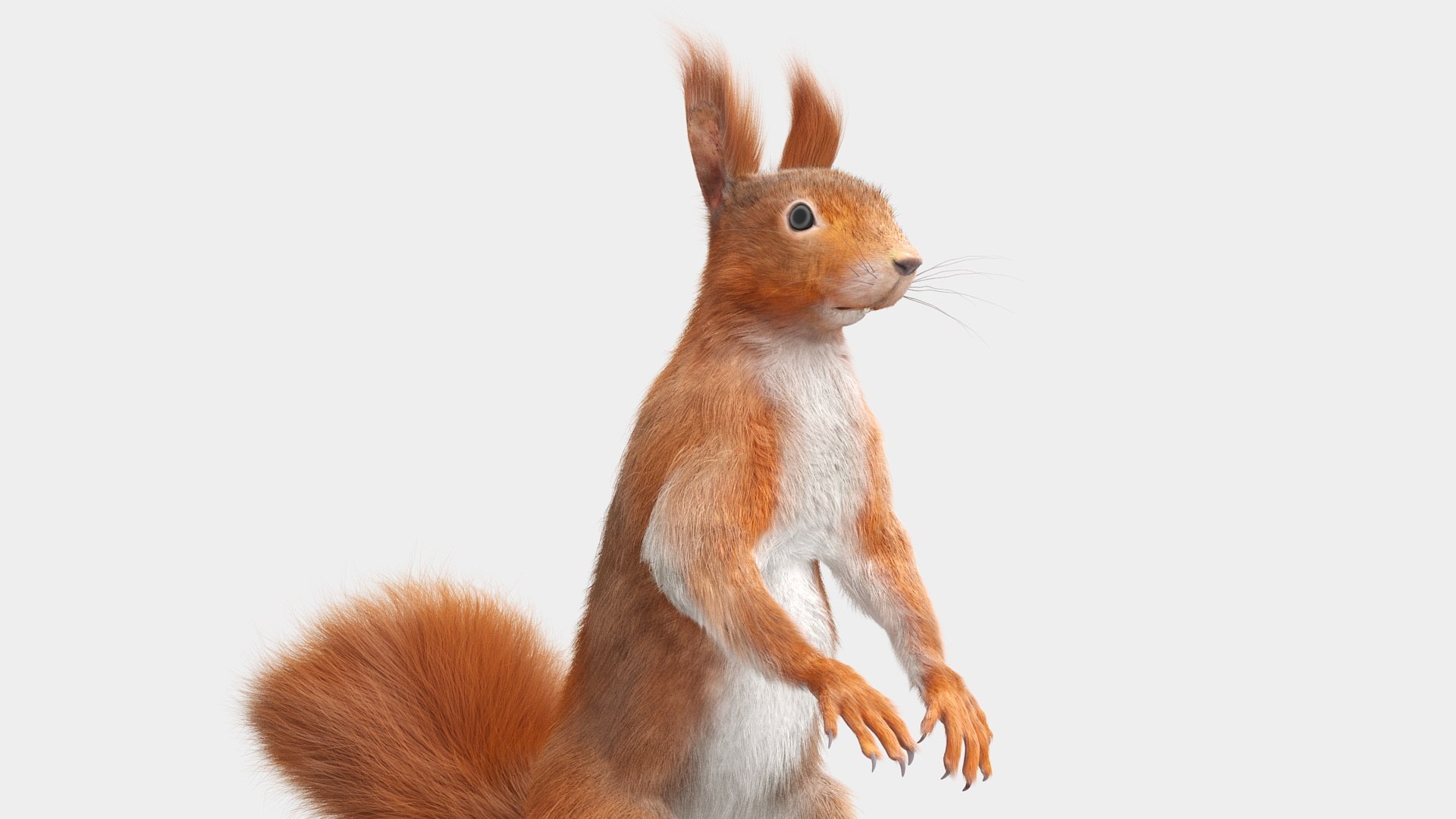 3D Model Red Squirrel In Standing Pose Fur - TurboSquid 2269672