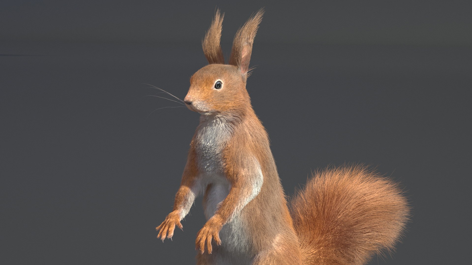 3D Model Red Squirrel In Standing Pose Fur - TurboSquid 2269672