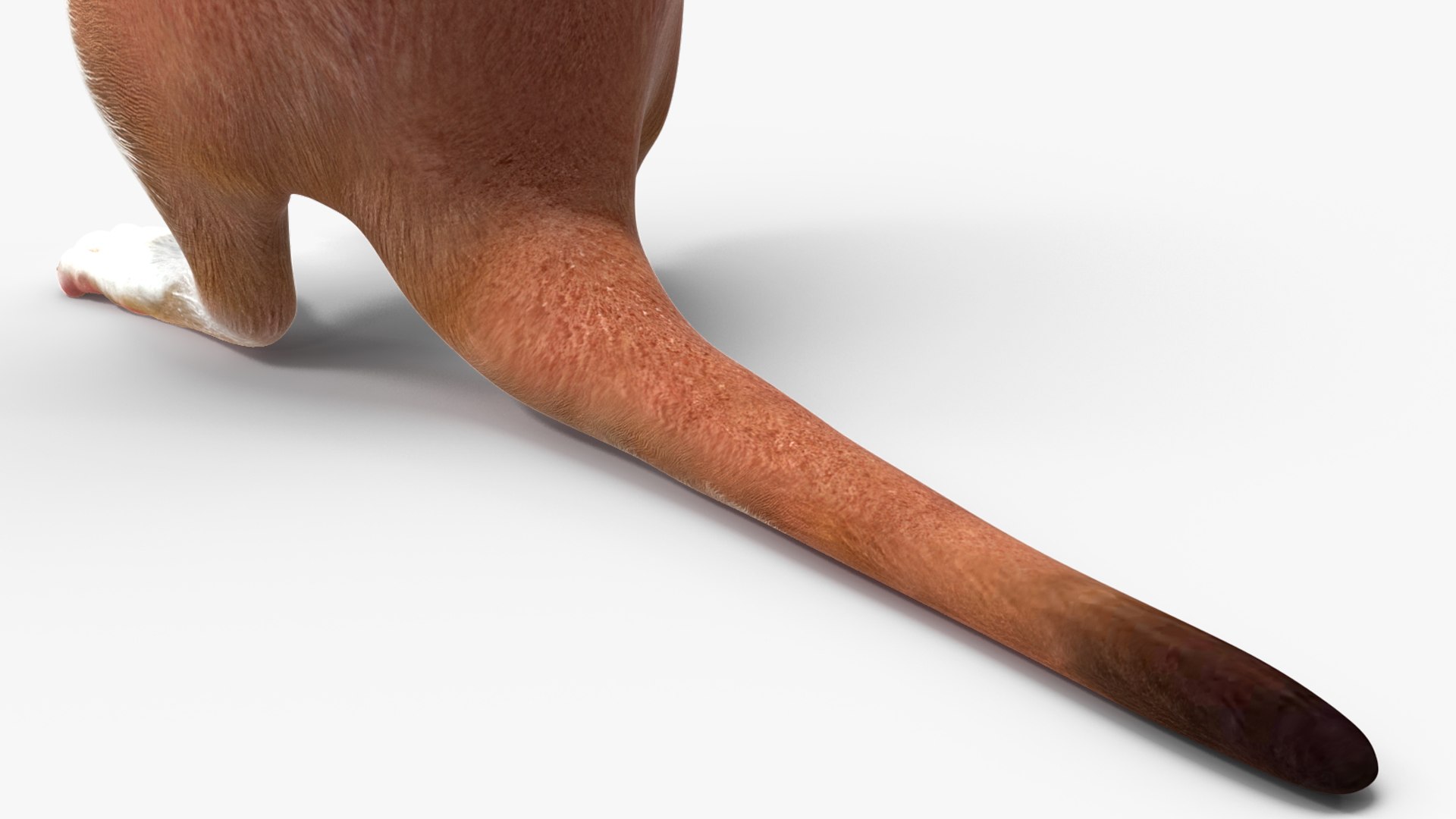 Beringian Stoat Brown Standing Pose 3D - TurboSquid 2211518