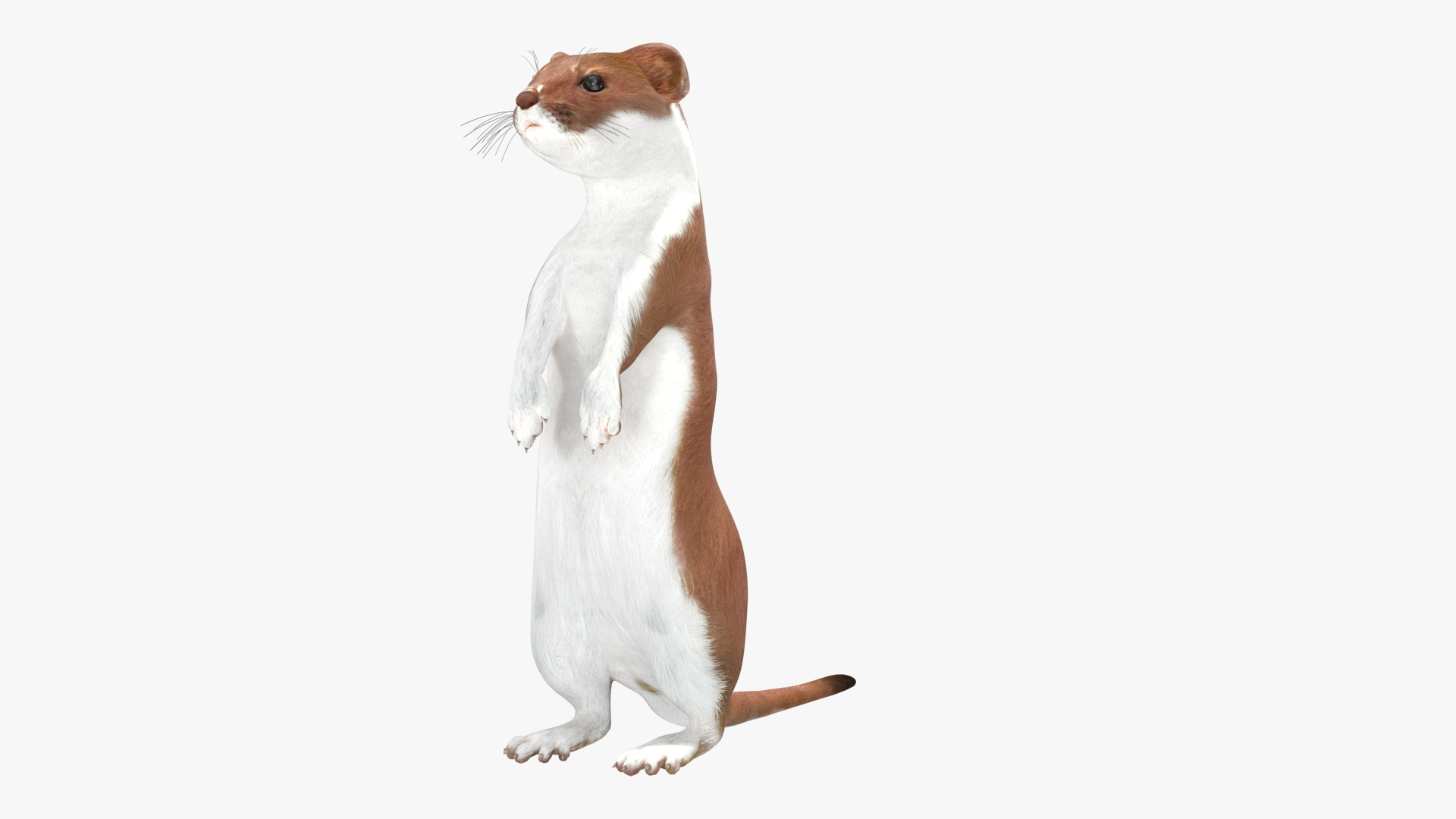 Beringian Stoat Brown Standing Pose 3D - TurboSquid 2211518
