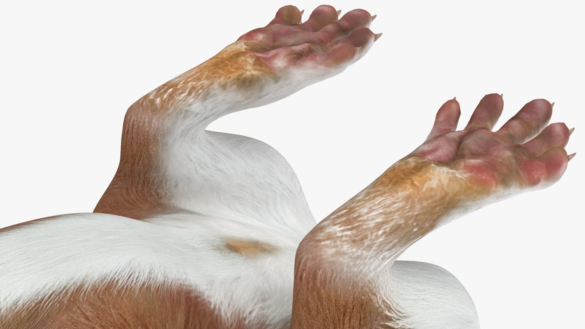 Beringian Stoat Brown Standing Pose 3D - TurboSquid 2211518