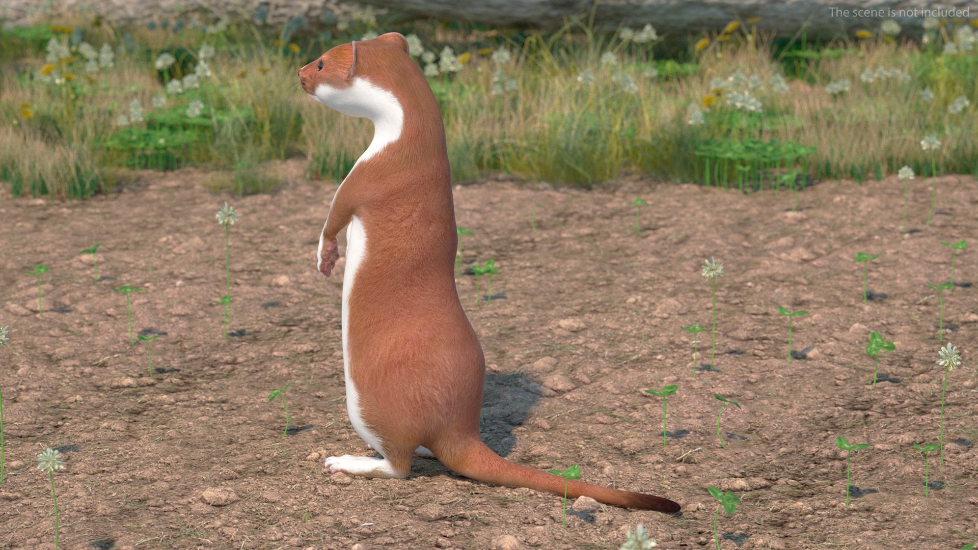 Beringian Stoat Brown Standing Pose 3D - TurboSquid 2211518
