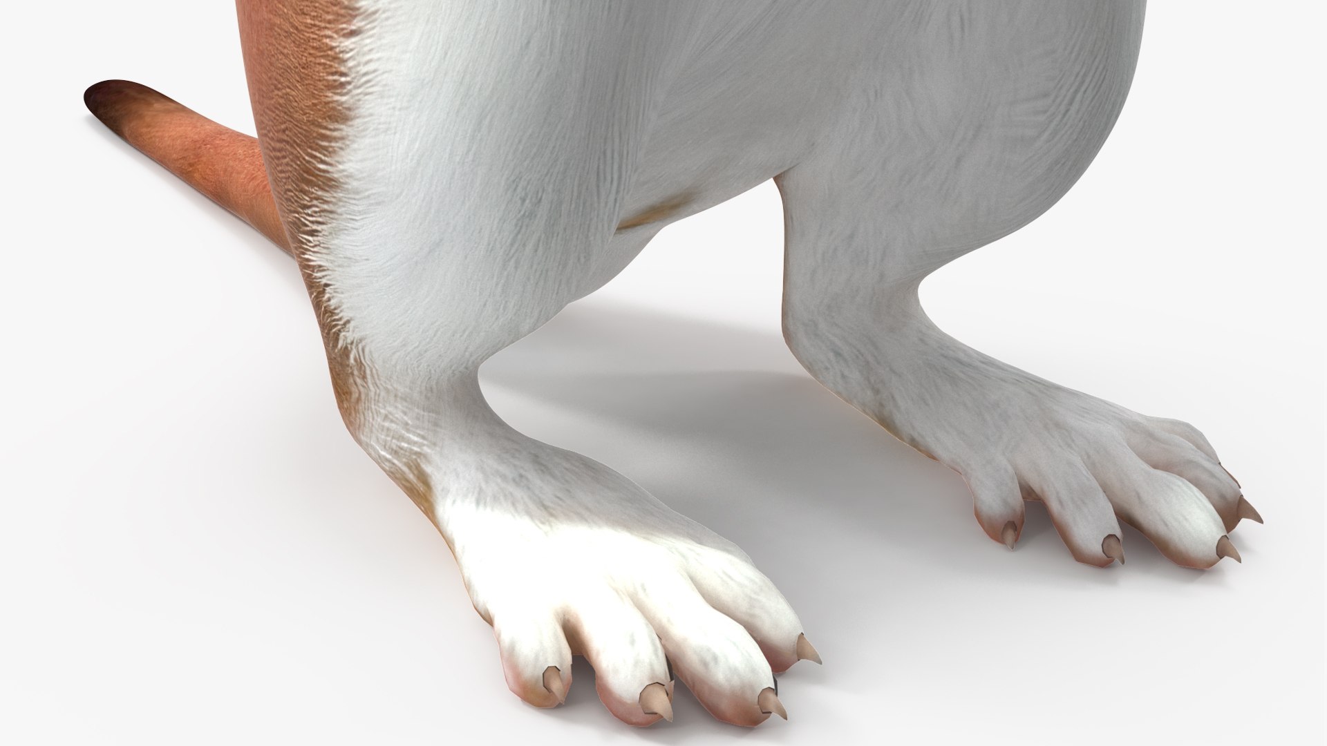 Beringian Stoat Brown Standing Pose 3D - TurboSquid 2211518