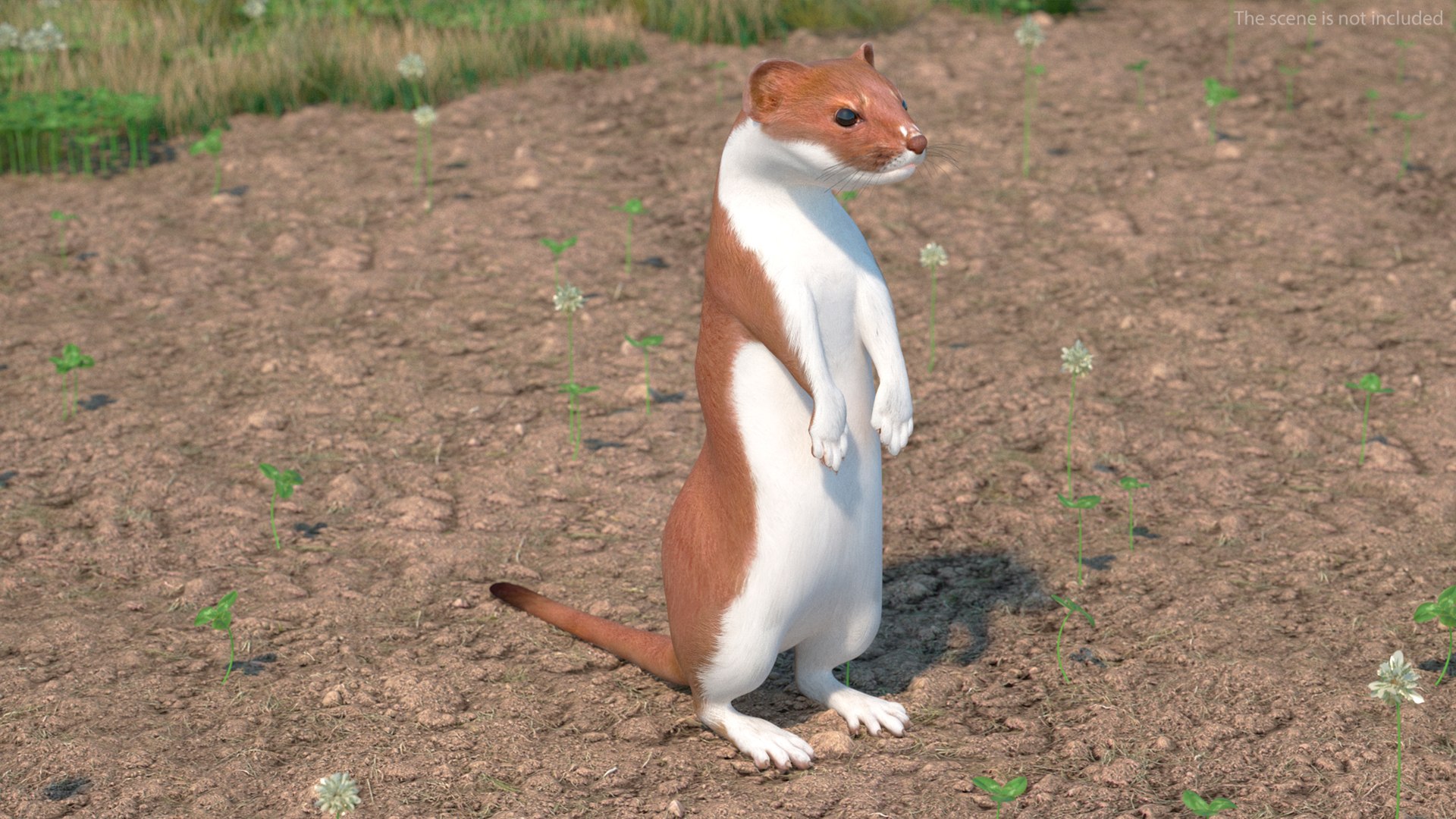 Beringian Stoat Brown Standing Pose 3D - TurboSquid 2211518