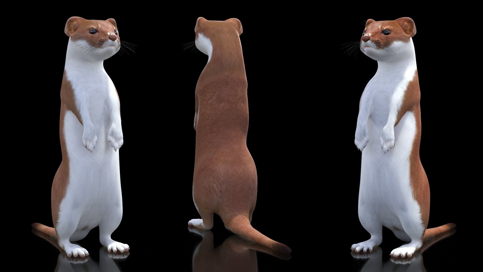 Beringian Stoat Brown Standing Pose 3D - TurboSquid 2211518