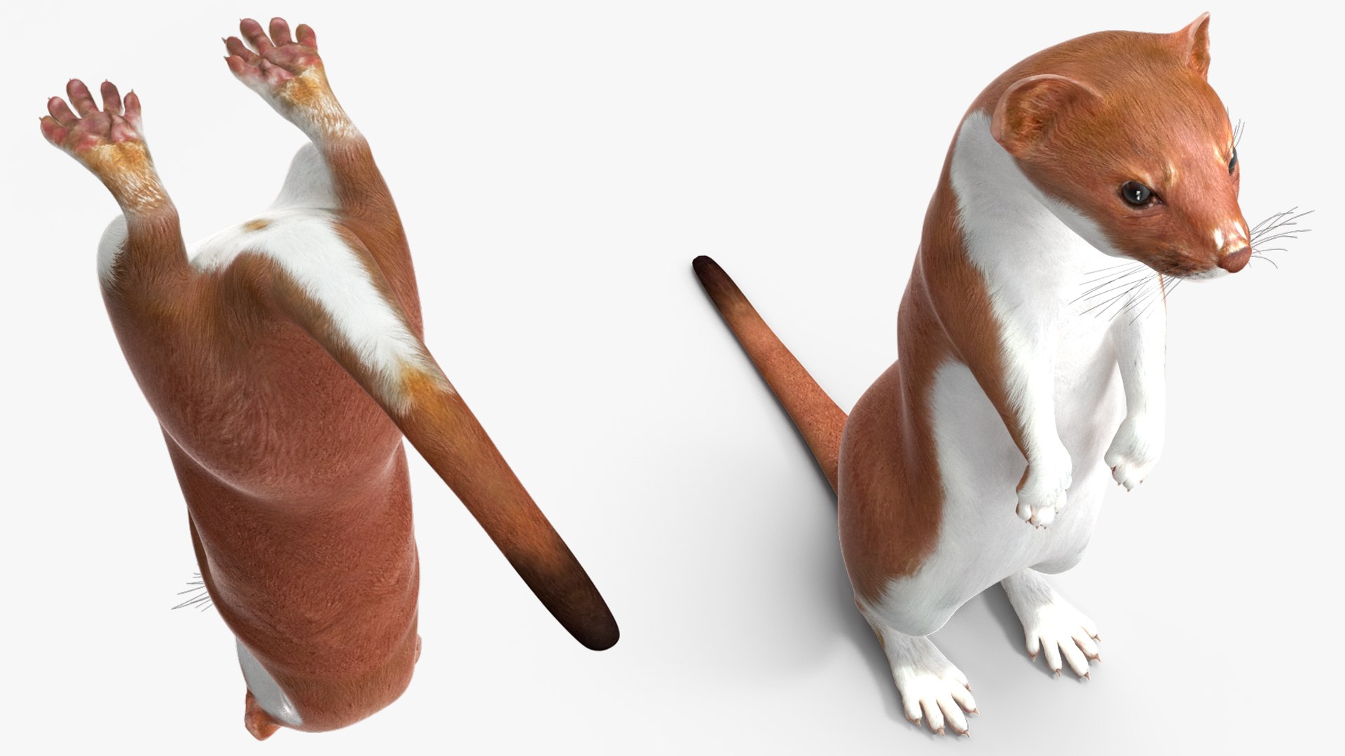 Beringian Stoat Brown Standing Pose 3D - TurboSquid 2211518