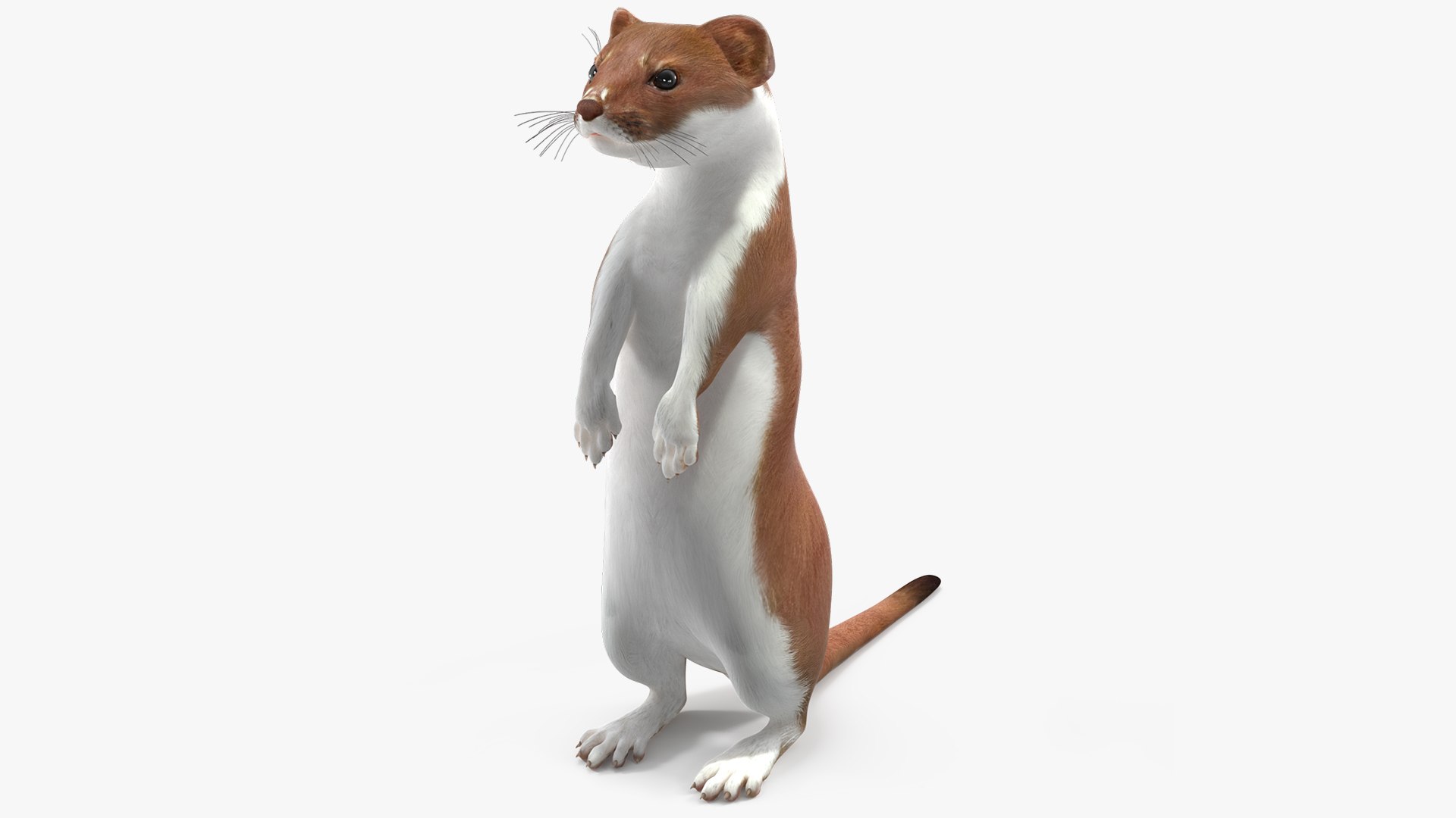 Beringian Stoat Brown Standing Pose 3D - TurboSquid 2211518
