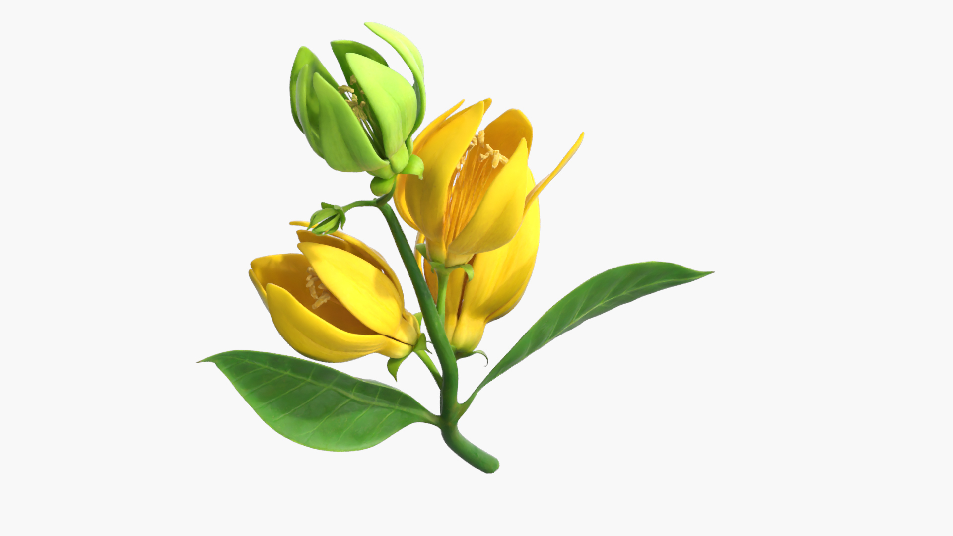 Ylang Ylang Flower Branch With Buds Yellow Fur 3D - TurboSquid 2520568