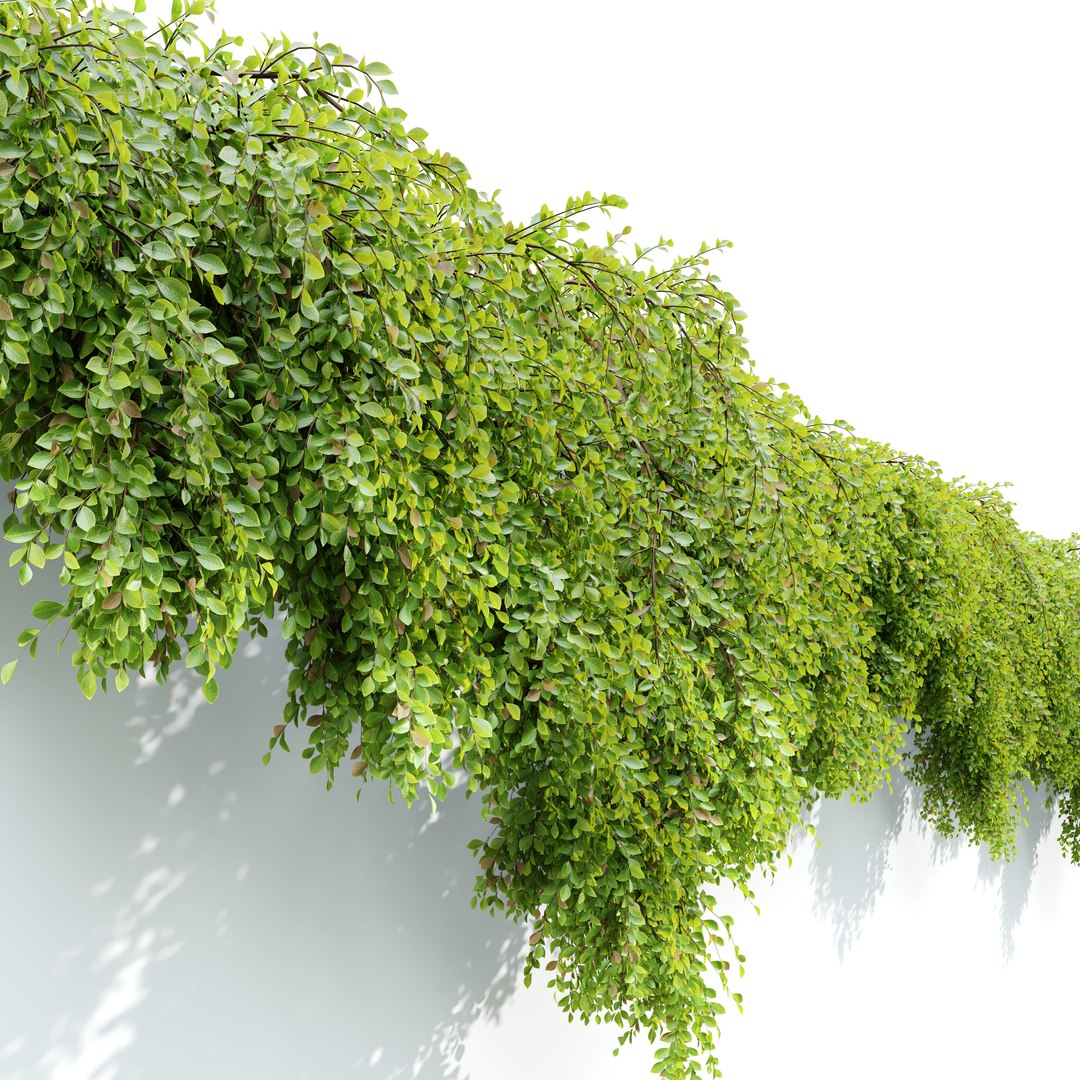 Hanging Plant 24 3D Model - TurboSquid 1939770