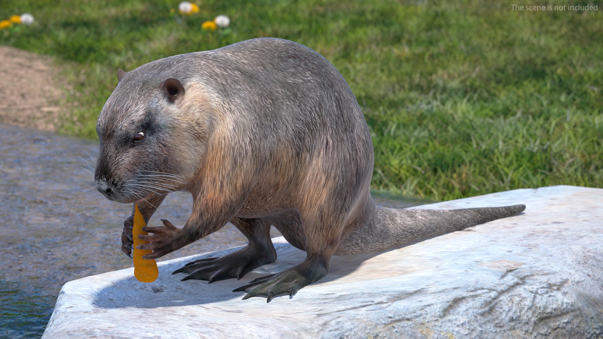 Nutria Eating Carrot 3D Model - TurboSquid 2180869