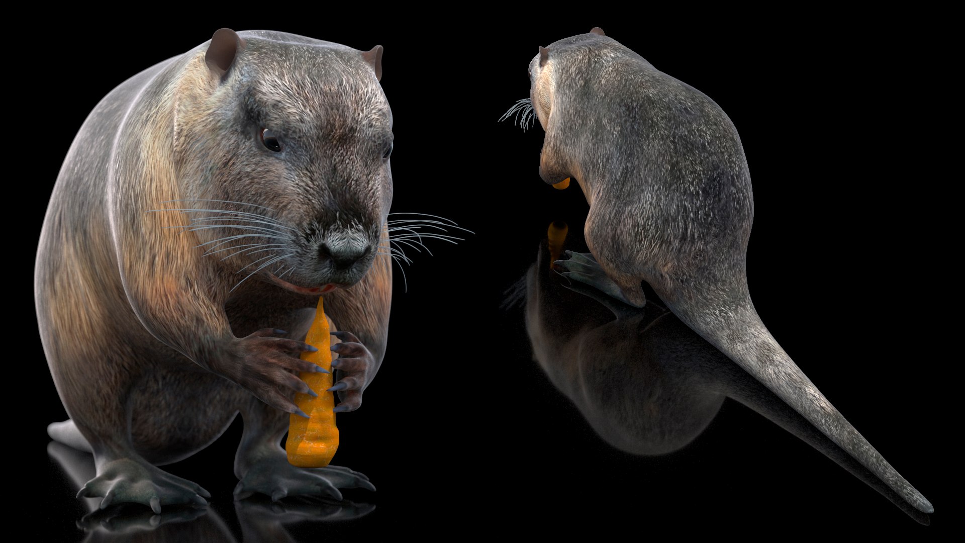 Nutria Eating Carrot 3D Model - TurboSquid 2180869