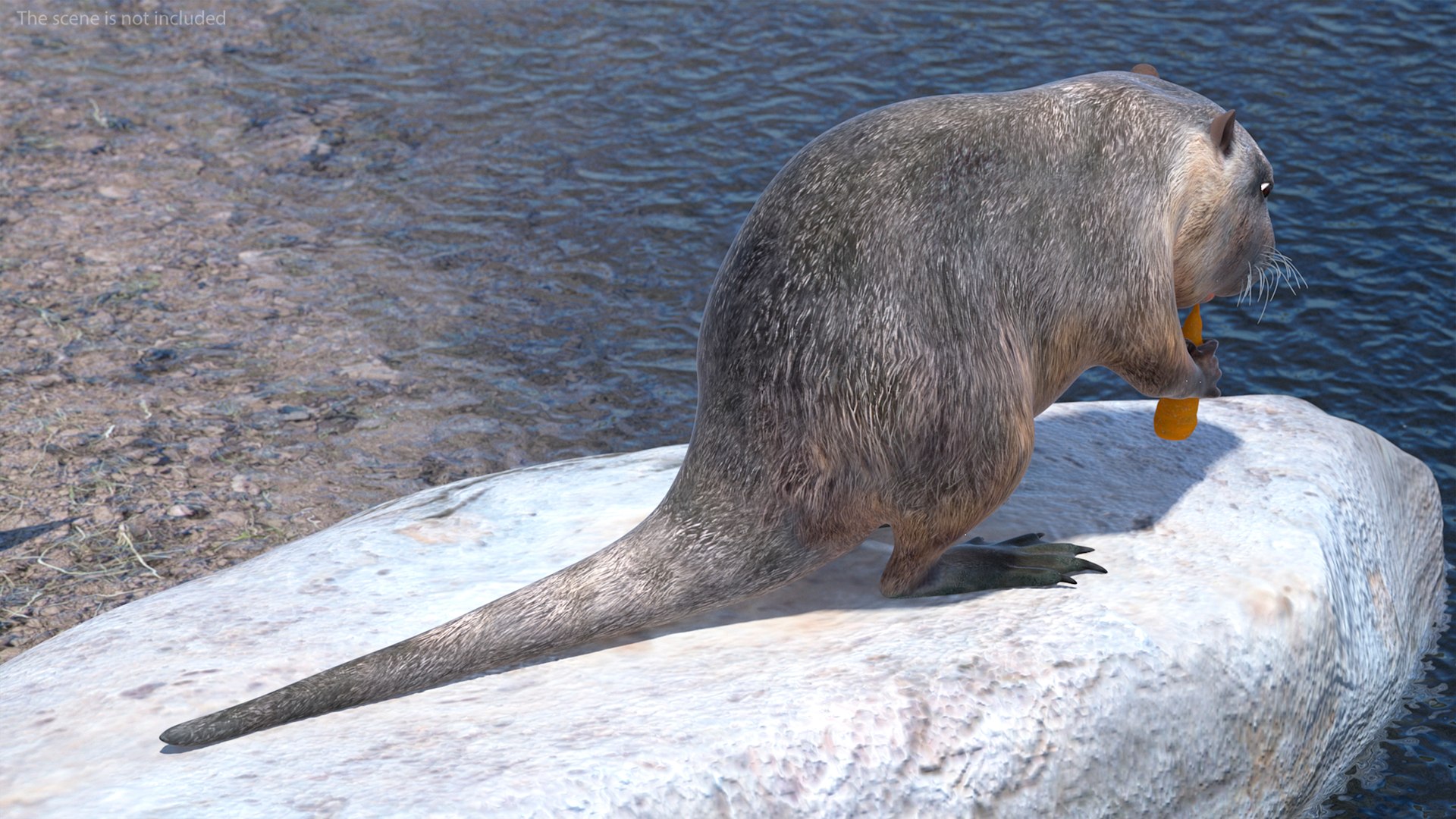Nutria Eating Carrot 3D Model - TurboSquid 2180869