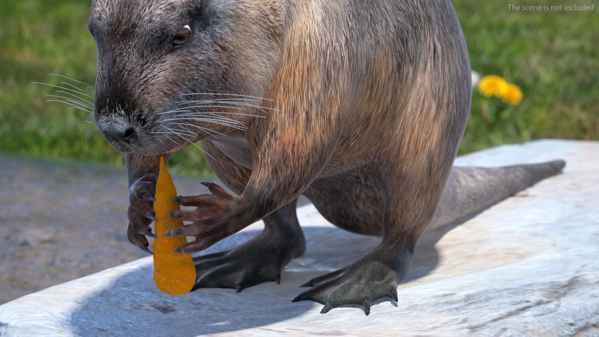 Nutria Eating Carrot 3D Model - TurboSquid 2180869