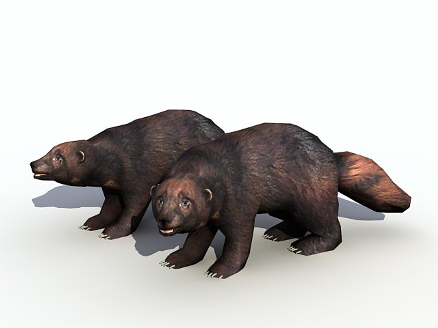 3d Wild Wolverine Model
