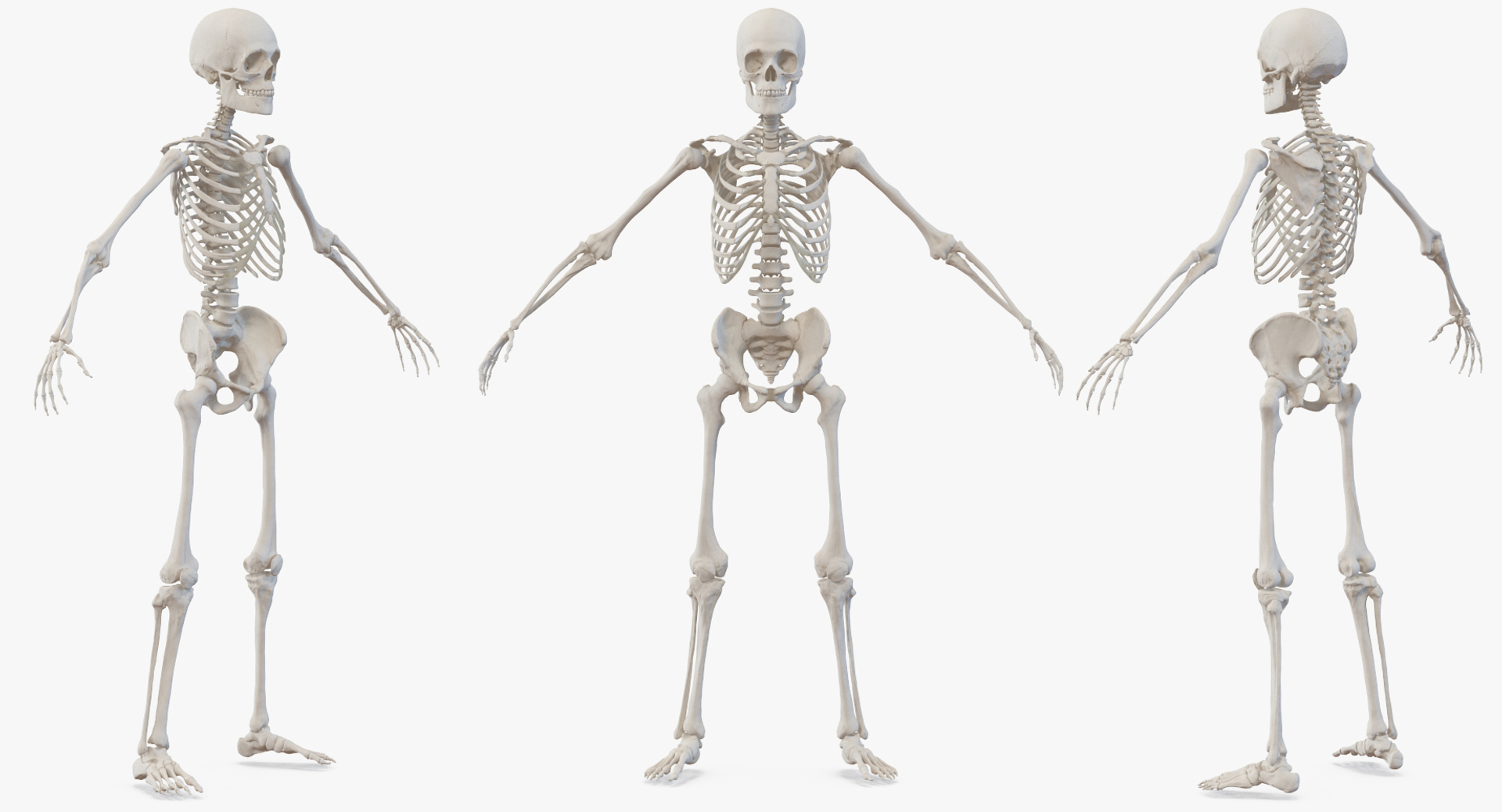 Male body skeleton rigged 3D model - TurboSquid 1236272